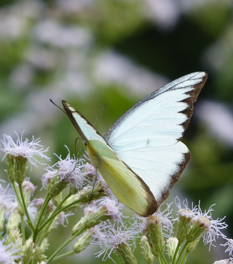 Butterflies of Taiwan - Life in Taiwan